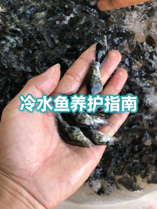 家养冷水鱼图标