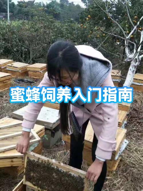 怎样养蜜蜂 新手养蜂图标