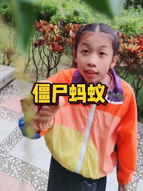 僵尸蚂蚁vs僵尸蜗牛图标