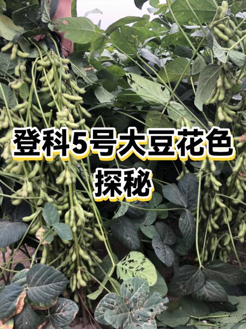 大豆最好三个品种图标