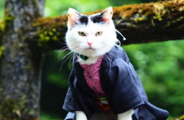 栀子花对猫有毒吗图标