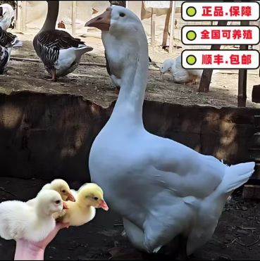 附近哪里有卖小鹅苗的截图