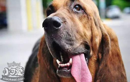 寻血猎犬的优缺点缩略图
