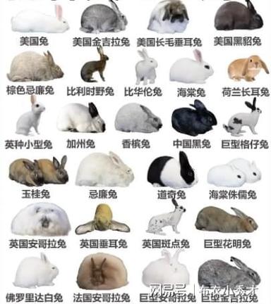十大最漂亮的兔子品种图标