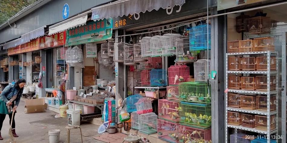 深圳花鸟鱼市场在哪里图标