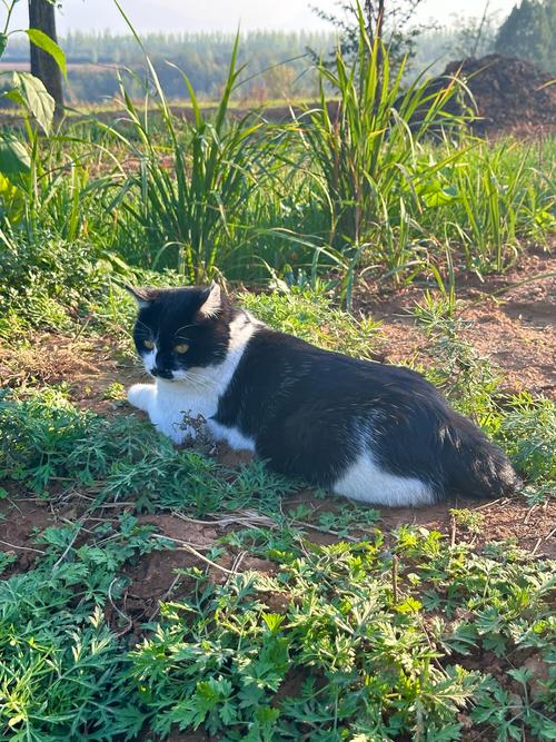 猫咪田园下载图标