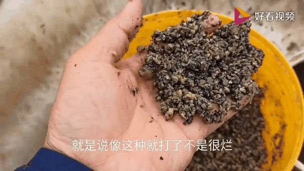 生黄豆可以喂小龙虾吗截图