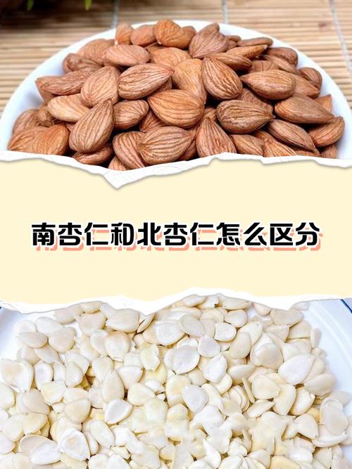 杏仁和甜杏仁有什么区别图标