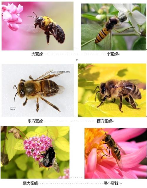 蜜蜂有哪几种图标