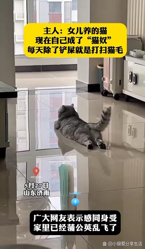天天养猫场图标