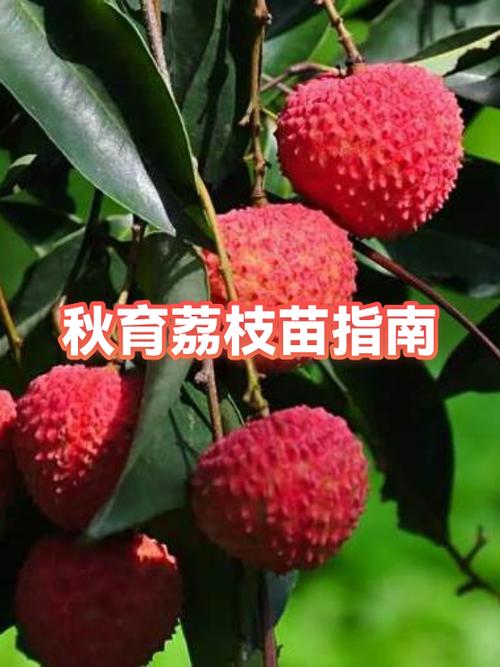 荔枝阅读理解答案图标