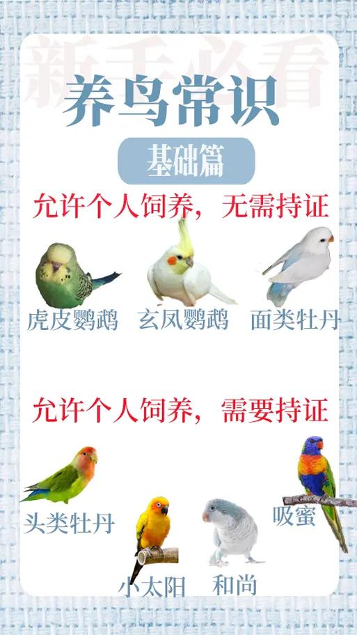 新手怎么选择鹦鹉图标