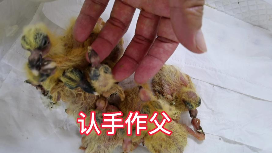 鸽子多少天适合手养截图