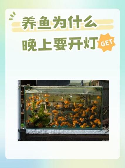 晚上养鱼用不用开灯