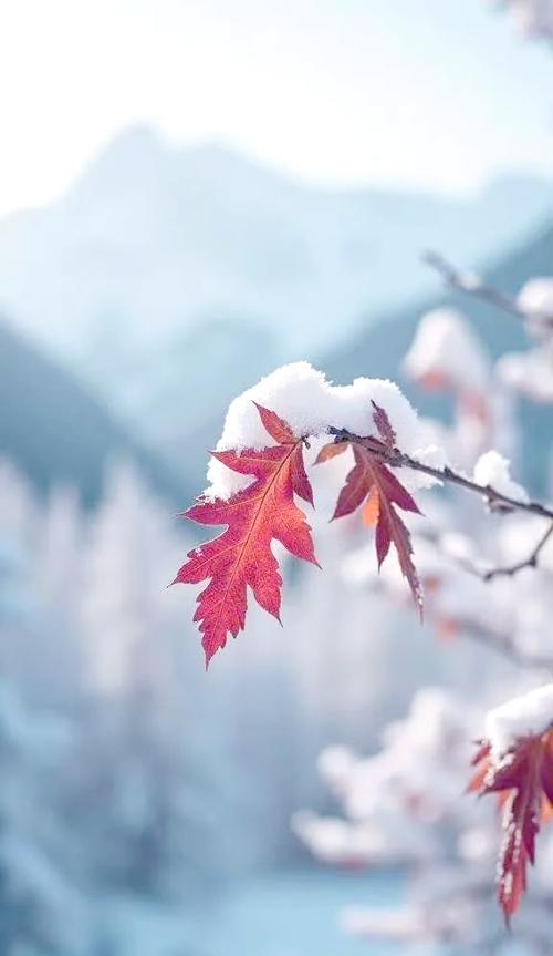 雪中枫叶图片图标