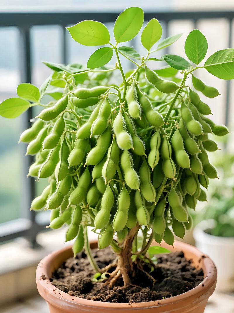 巨豆90豆种适合哪些地区播植