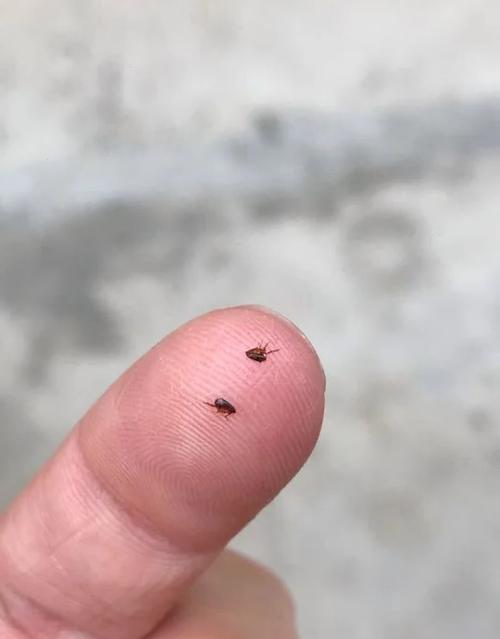 家里有跳蚤怎么彻底消除图标