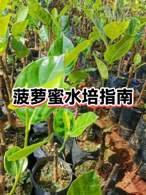 菠萝蜜切开不熟还可以放多久图标