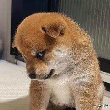 最近很火的那只小狗表情包截图