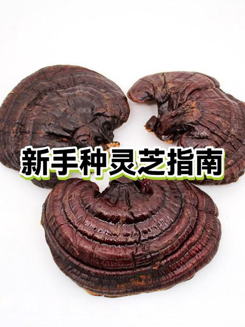 灵芝可以自己种植吗图标