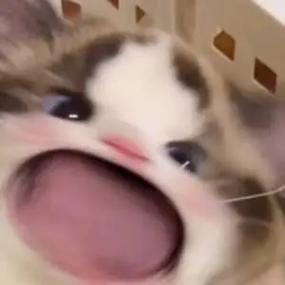 啊哇哇哇表情包