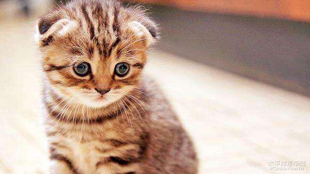 猫拉肚子会自愈吗截图