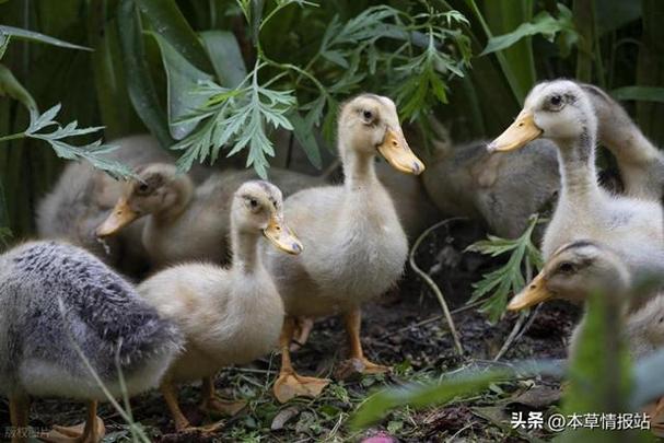 养鸭子一年能赚多少钱图标