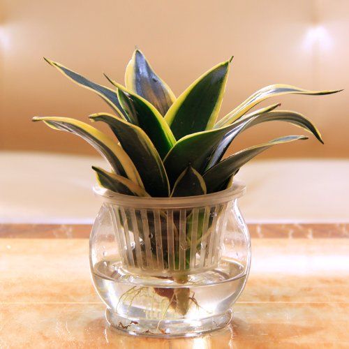 水养植物图标