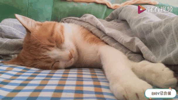 猫猫拼命的钻被窝