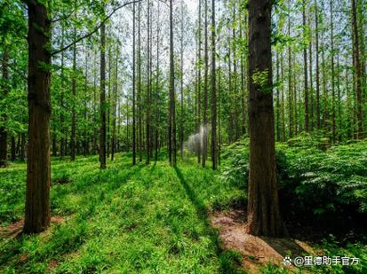 蚂蚁森林可以关闭嘛缩略图