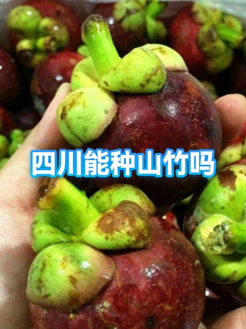 四川哪里产山竹图标
