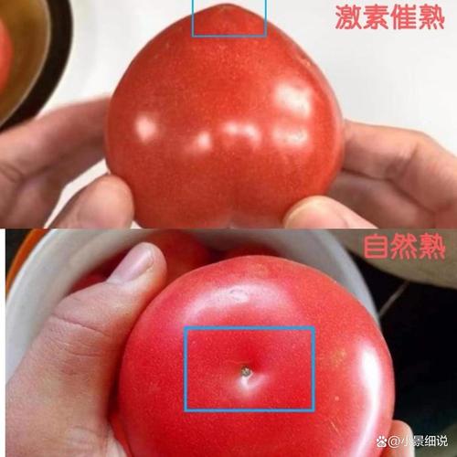打了激素的西红柿