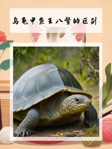 王八命的特点截图