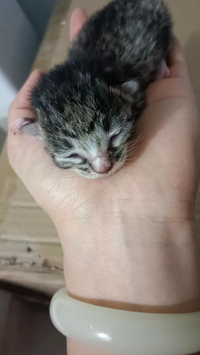 享猫宝这个平台怎么样图标