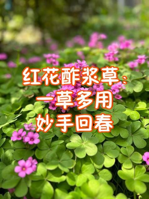 酢浆草能吃吗图标