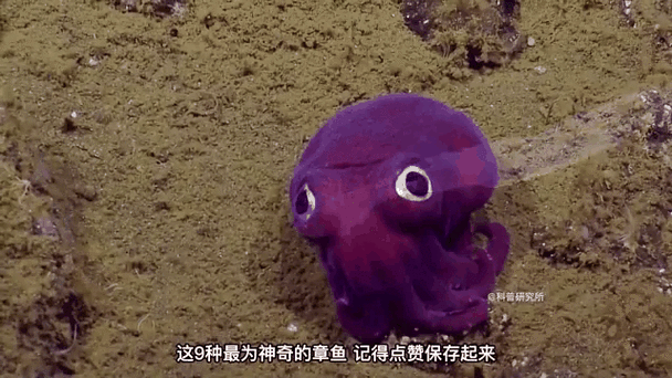 章鱼快讯图标
