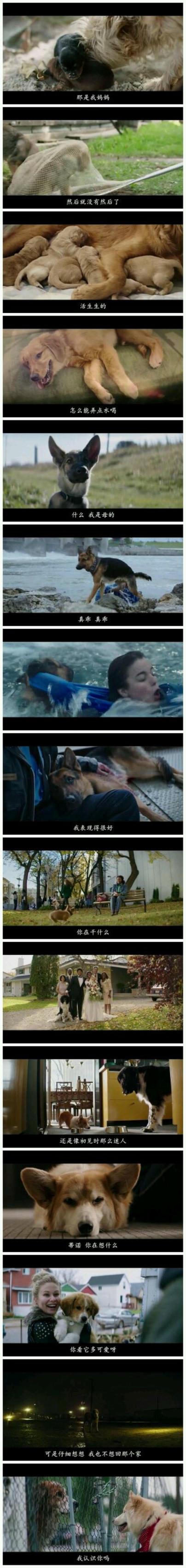 一条狗的使命2观后感800字图标