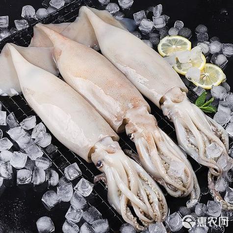 山东鱿鱼什么样子图片截图