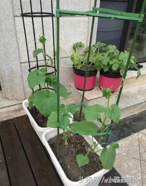 黄瓜搭架的正确方法截图