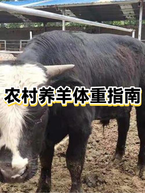 农村养羊棚属于违建吗图标