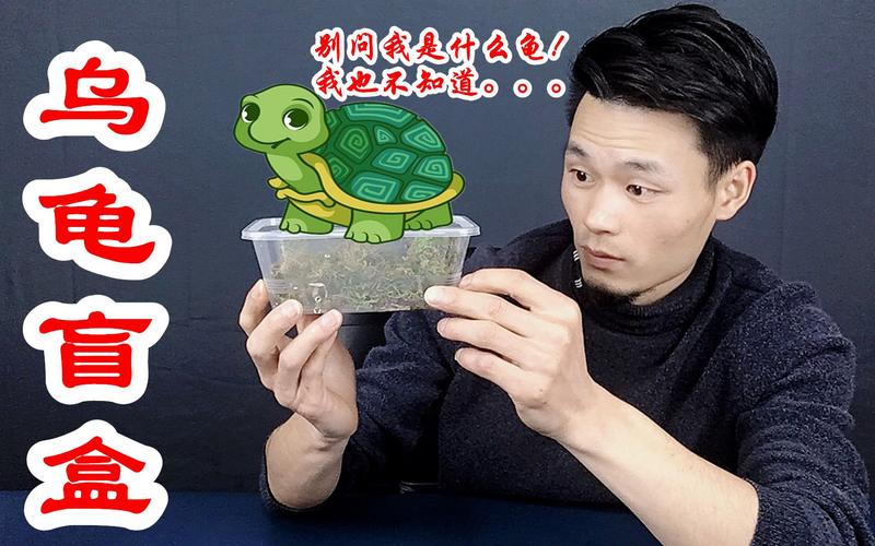 开乌龟盲盒视频图标