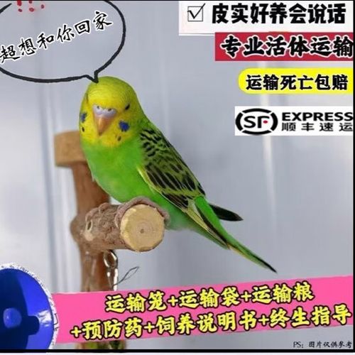 养虎皮鹦鹉赚钱吗图标