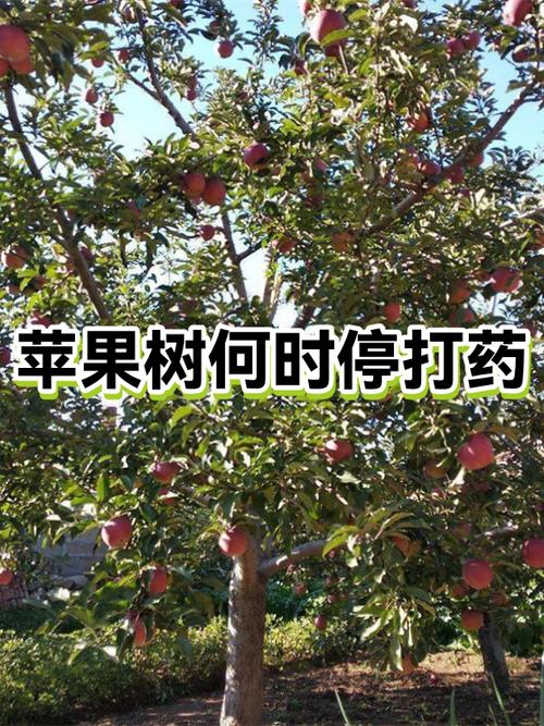 怎么辨别苹果是否打药图标
