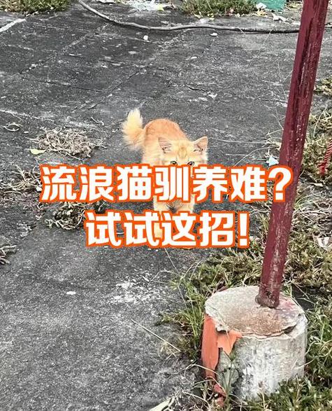 猫咪为什么难驯服图标
