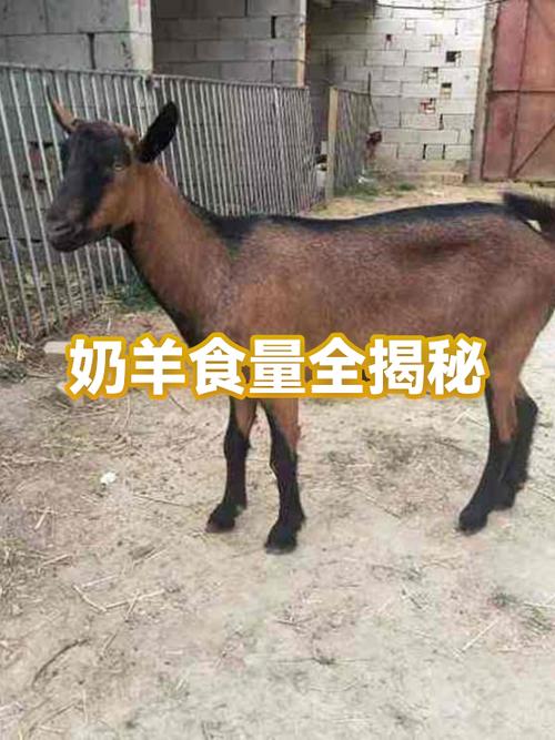 奶羊吃什么更容易产奶