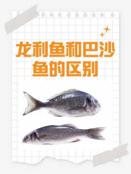 和龙利鱼很像的鱼叫什么图标