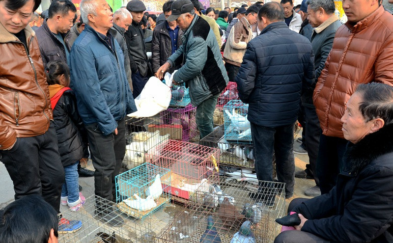 全国最大鸽子销售市场截图