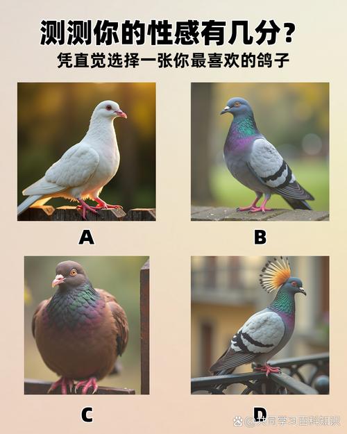 雌鸽难配对怎么办截图