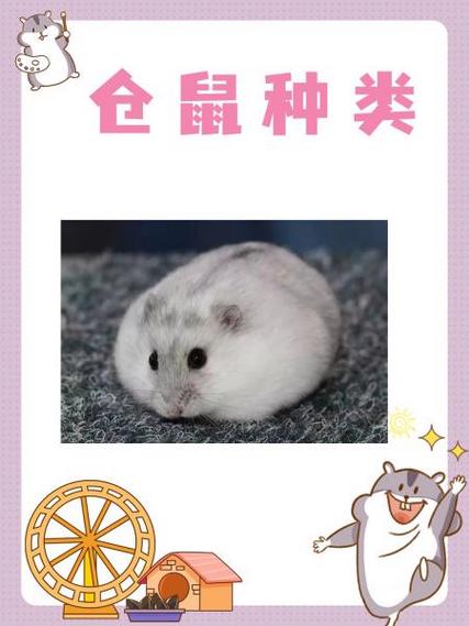 滚动仓鼠汉化破解版图标