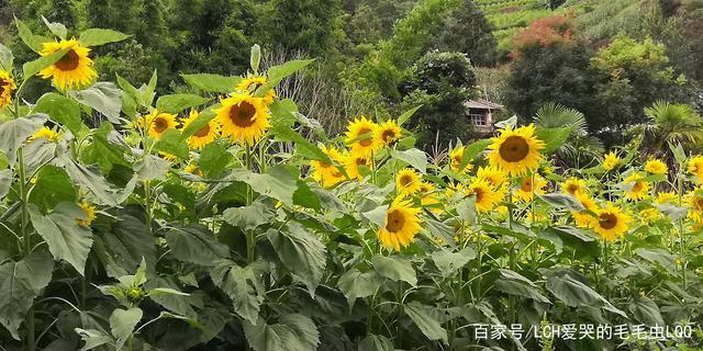 万花丛中过幽默下一句图标
